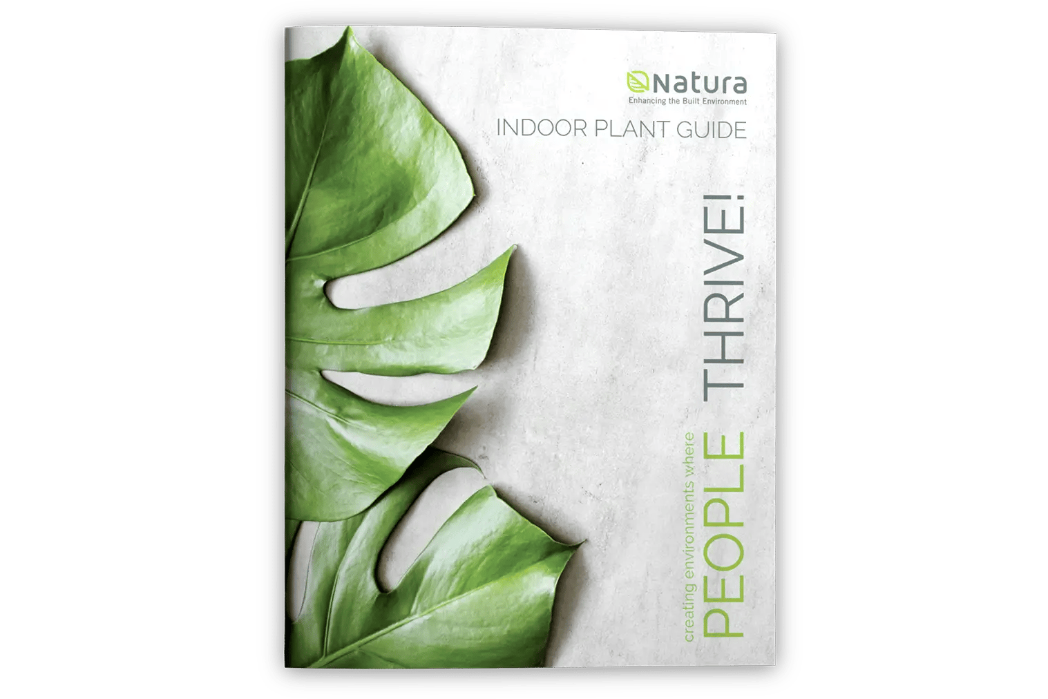 Indoor Office Plant Design, Service and Maintenance - Natura
